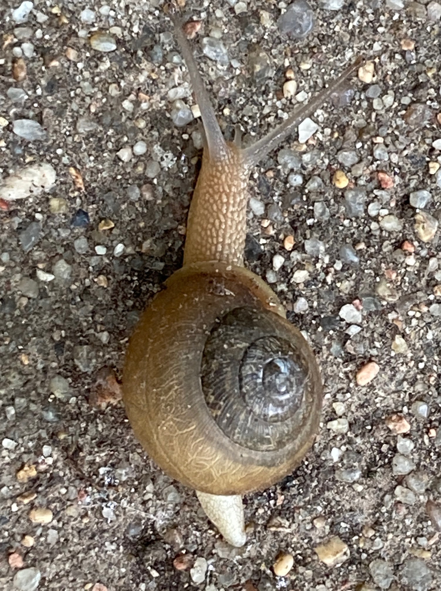 At a Snail’s Pace – Growing Our Faith Together