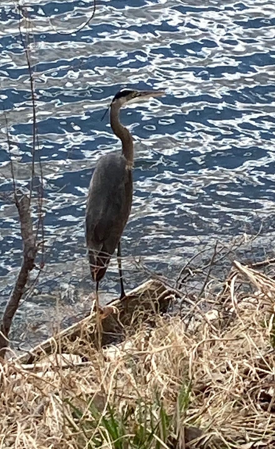 Walk but Not Faint – Growing Our Faith Together